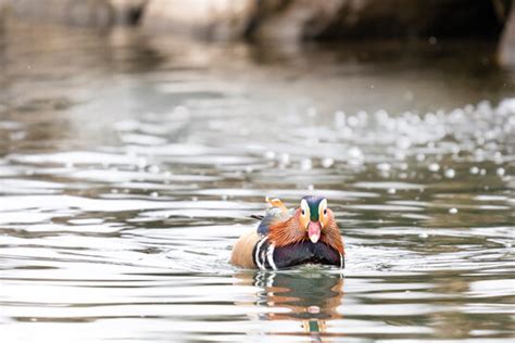 รูปภาพmanderin เลือกดูภาพถ่ายสต็อก เวกเตอร์ และวิดีโอ121 Adobe Stock