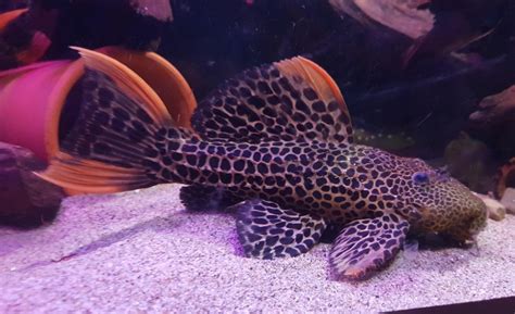 Purple Leopard Cactus Pleco