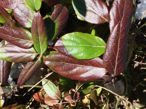 Amaranthus Pumilus Dr William K Smith