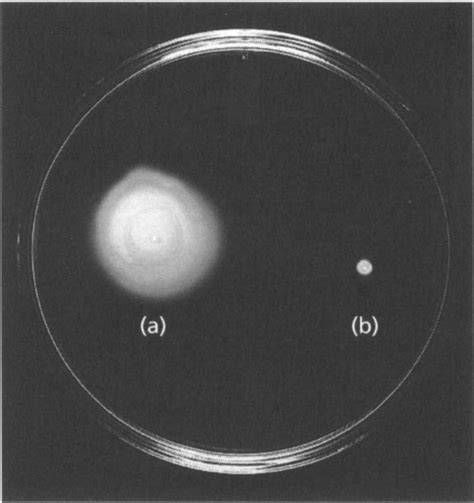 Inhibition Of Motility Of E Carotovora Subsp Carotovora Scc3193 By R Download Scientific