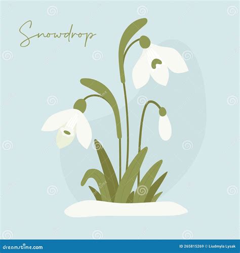 Blooming Bouquet Of Spring Snowdrop Flowers In Snow Gentle Forest