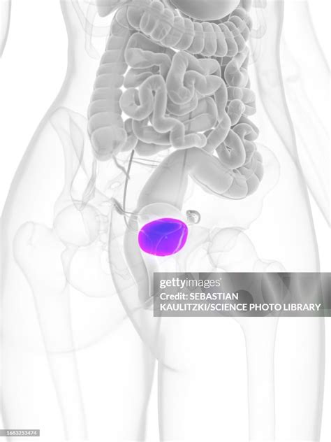 Female Bladder Illustration High Res Vector Graphic Getty Images
