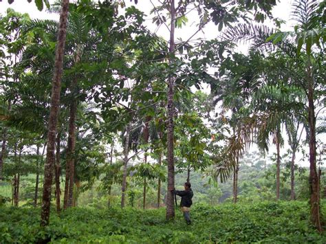 El Sector Forestal En El Nuevo Gobierno EL MONTONERO