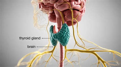 Can Thyroid Issues Cause Seizures What You Should Know