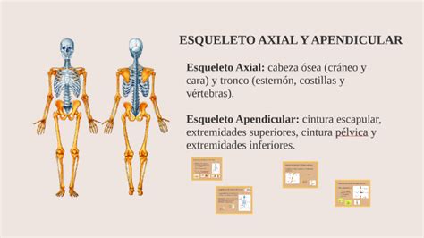 Mapa Mental De Esqueleto Axial Y Apendicular Porn Sex Picture