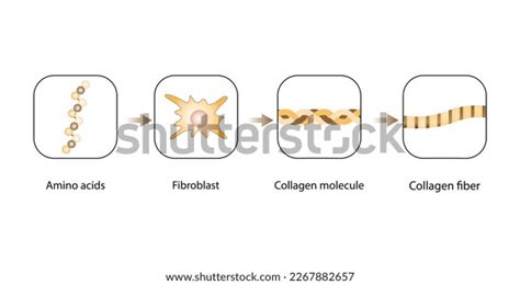 Collagen Synthesis Amino Acids Peptides Gelatin Stock Vector Royalty