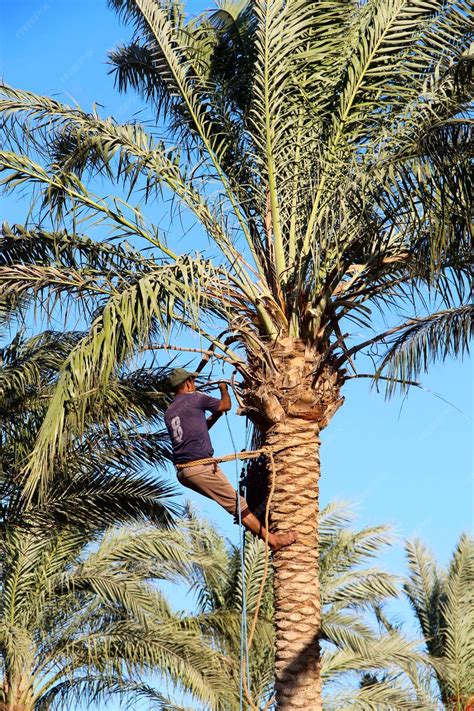 Premium Photo Man Harvesting Dates On Palm Tree Worker Gathering