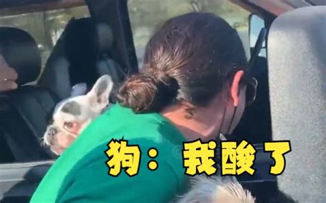 国外狗狗把自己反锁在车里，直到看到妈妈抱起另一只狗 哔哩哔哩