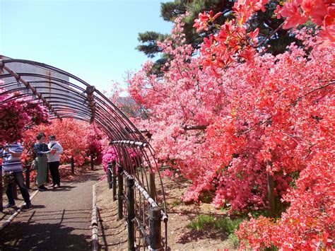 群馬県館林市のつつじが岡公園です tj adventureのブログ