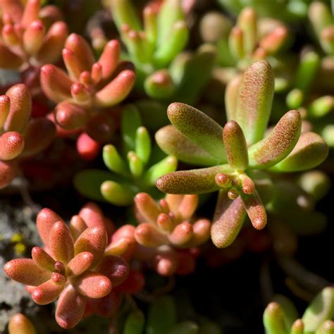 Sedum Sexangulare Tasteless Stonecrop Turf Online