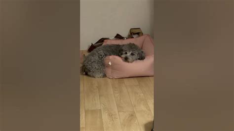 쿠션에 누운듯 안 누운 강아지 Youtube