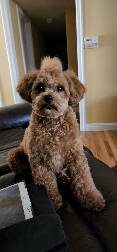 My Partner Asked For A Mohawk Just Wow Rdoggrooming