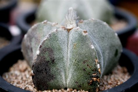 Makro