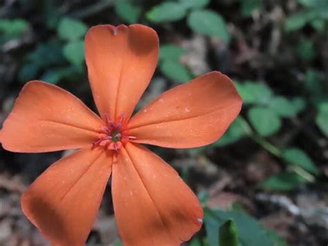 高ボッチ高原鉢伏山の植物 フシグロセンノウ節黒仙翁 mt77のblog
