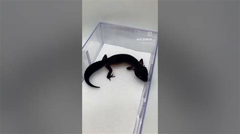 레오파드게코 블랙나이트 만다린 Youtube