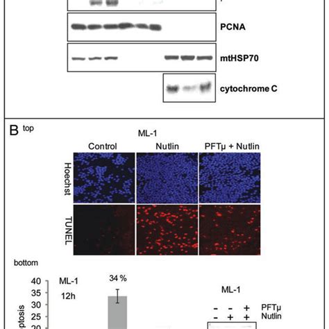 Inhibition Of Mitochondrial P53 Translocation By Pftμ Inhibits