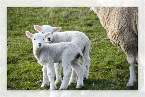 绵羊图片素材 编号35514336 图行天下