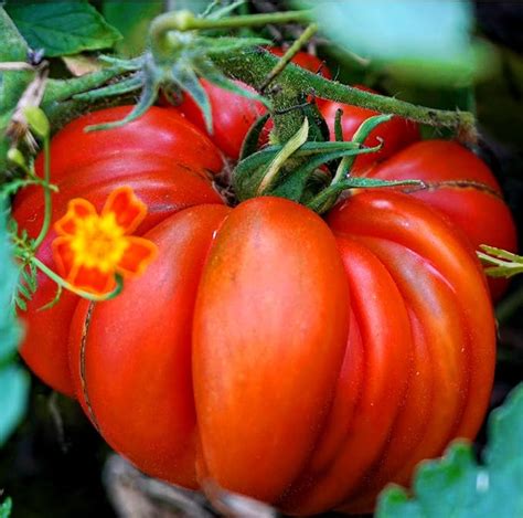 Tomato Marmande 80 Seeds Plant Tag Freebie Beefsteak Tomato