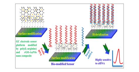 Electrochemical Biosensor Based On L Arginine And Rgo Aunss Deposited On The Electrode Combined