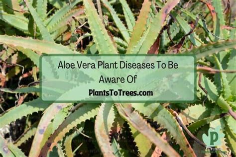 Aloe Vera Plant Care Guide Plants To Trees