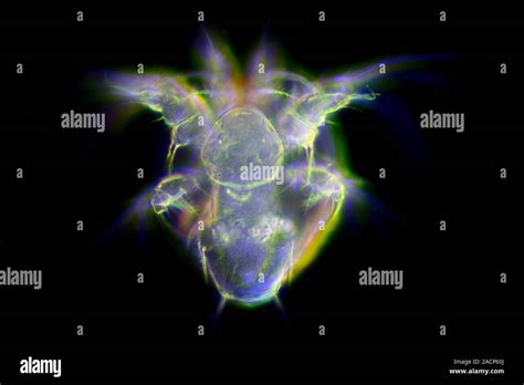 Copepod Larva Darkfield Illuminated Light Micrograph Of A Nauplius