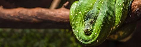 Green Tree Python Background Images Hd Pictures And Wallpaper For Free