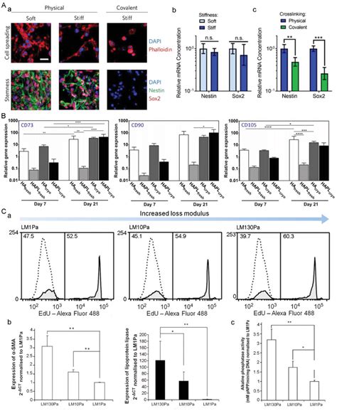 Viscoelastic Cell Microenvironment Regulates Maintenance Of Stemness Download Scientific