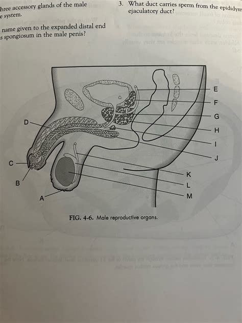 4 6 Cross Sec Diagram Quizlet