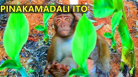 Paano Padamihin Ang Binhi Ng Saging Na Lakatan Youtube