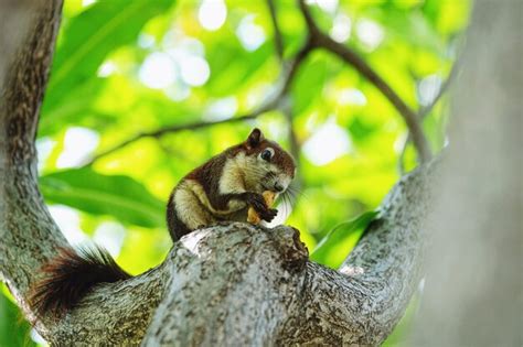 Premium Photo Squirrel On Tree Trunk