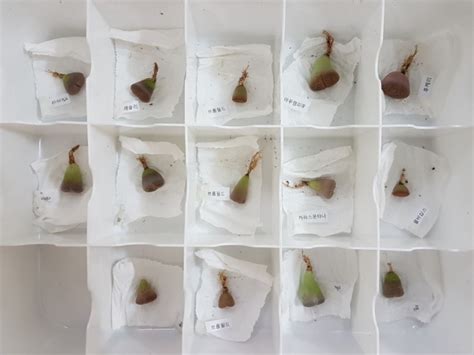 반려 식물 리톱스 키우기 무름병 곰팡이 예방 농약 살포하기 후기 일지 기록 네이버 블로그