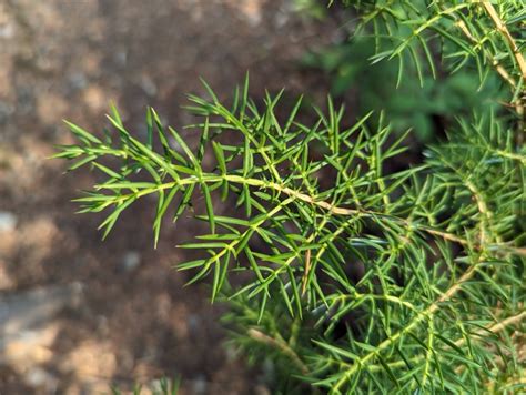 Common Juniper Northern Wild Seeds Nature With Us