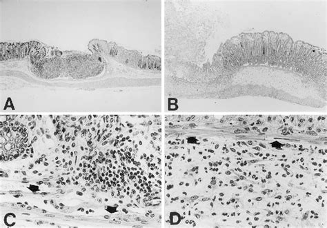 Figure 1 From A Novel Function Of Phosphorothioate Oligodeoxynucleotides As Chemoattractants For