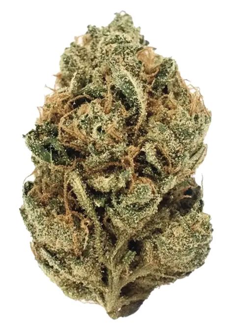 Dutch Treat Cannabis Strain Diaries Growdiaries