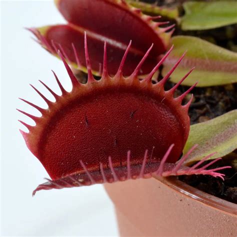Dionaea Muscipula Australian Red Rosette Diflora