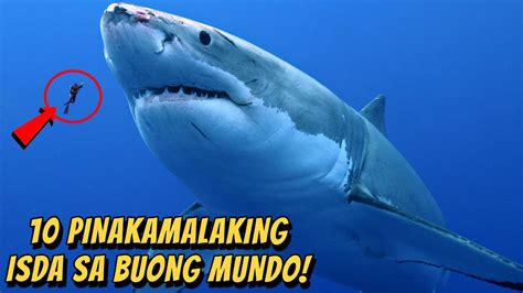 10 PINAKAMALAKING ISDA SA BUONG MUNDOO WOWMAZING STORIES YouTube