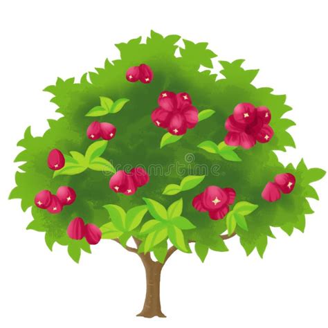 Jambu Air Or Water Apple Tropical Fruit Colorful Bitmap Illustration