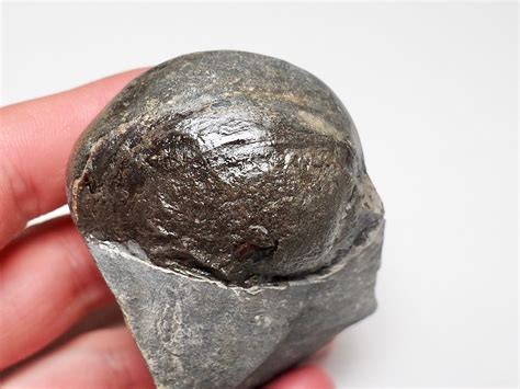 Bivalve Shell On Matrix Buyafossil