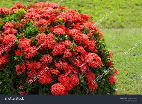 Pyrocantha Coccinea Photos Images Pictures Shutterstock