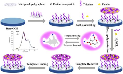 The Fabrication Of Mip Thionine Ptnp Nge Sensor And The Recognition Download Scientific Diagram