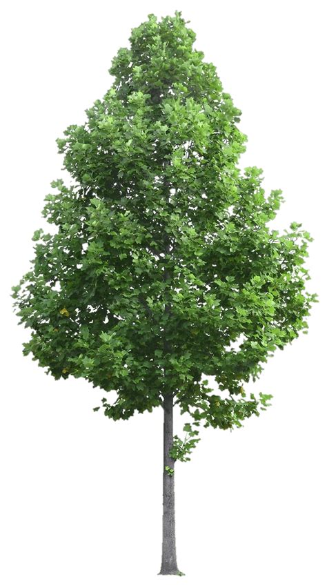 Tree Png Images Free Download Pngfre