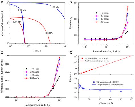 Effect Of Cellsubstrate Stiffness On Bond Rebinding And Adhesion