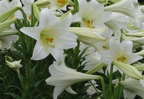Lilium Brownii Var Viridulum Chemfaces