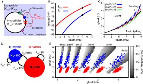 Intrinsic Cellular And Network Dynamics Depend On The Bath Potassium