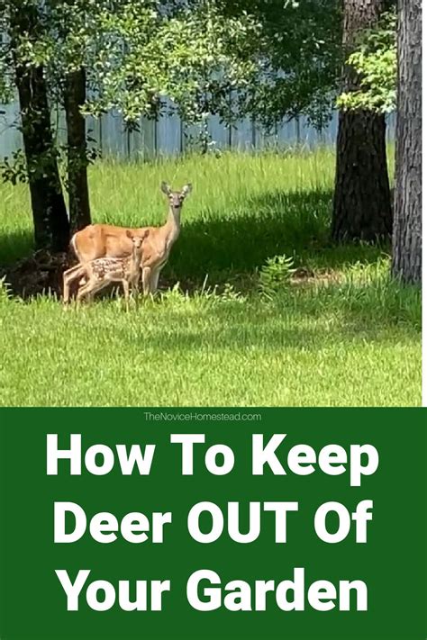 How To Keep Deer Out Of Your Garden Artofit