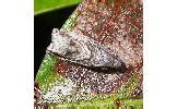 51 ハマキガ科 Tortricidae ヒメハマキガ亜科 Olethreutinae Cydia属 成虫縮小画像一覧