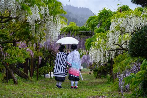 開花情報20240517開園日 十ノ瀬 藤の郷 公式サイト入園有料駐車場要予約