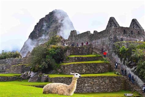 Why Were Llamas Important To Incas