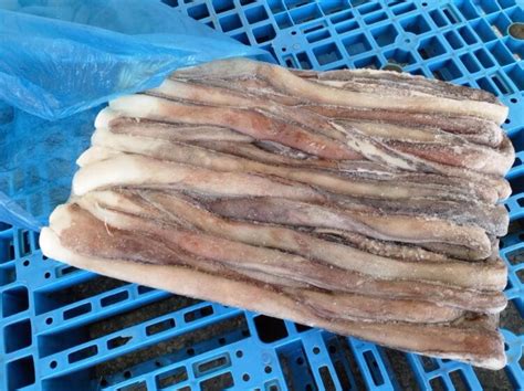 Frozen Giant Squid Tentacle Dosidicus Gigas Sexual Tentacle Organ High