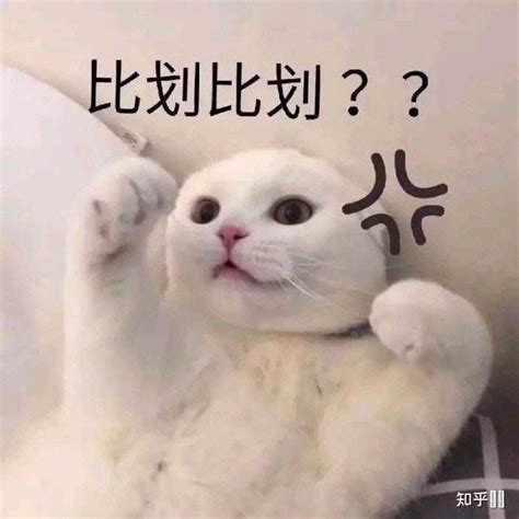 有哪些适合怼人的表情包？ 知乎